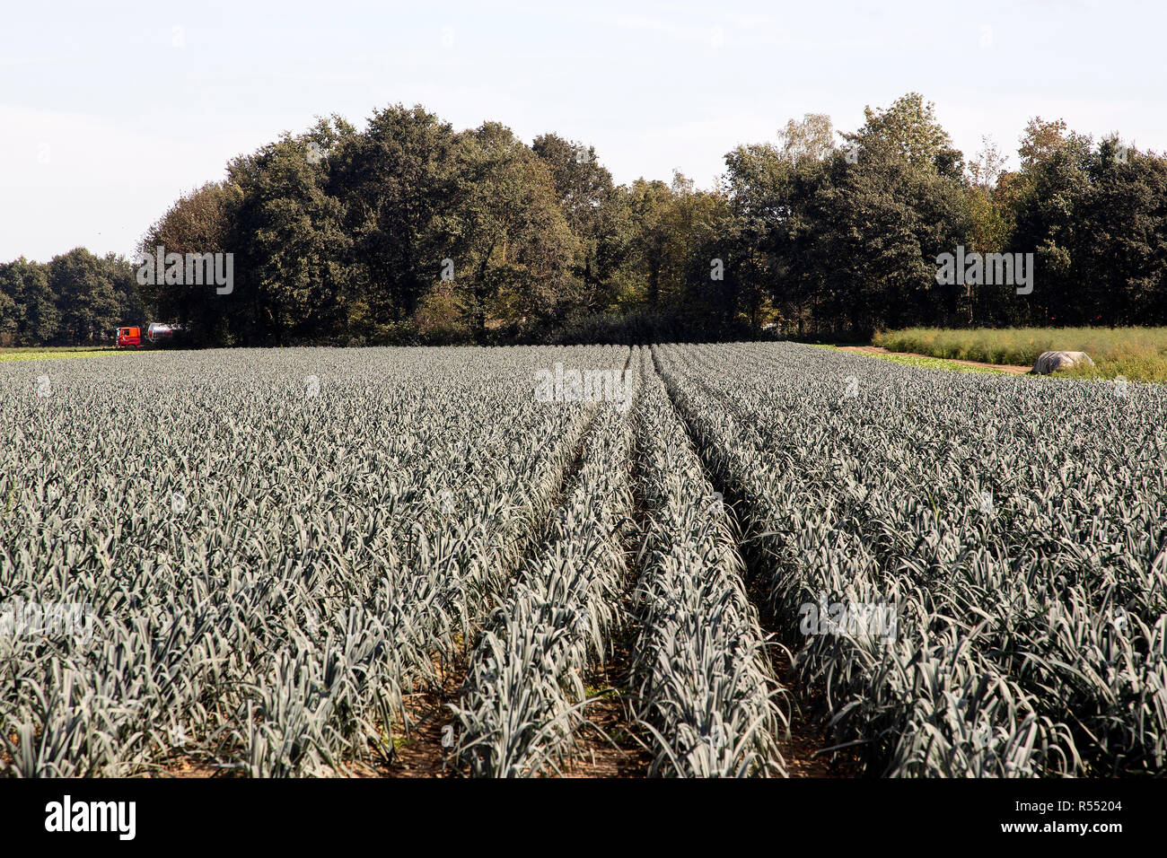 Field of leek Stock Photo - Alamy