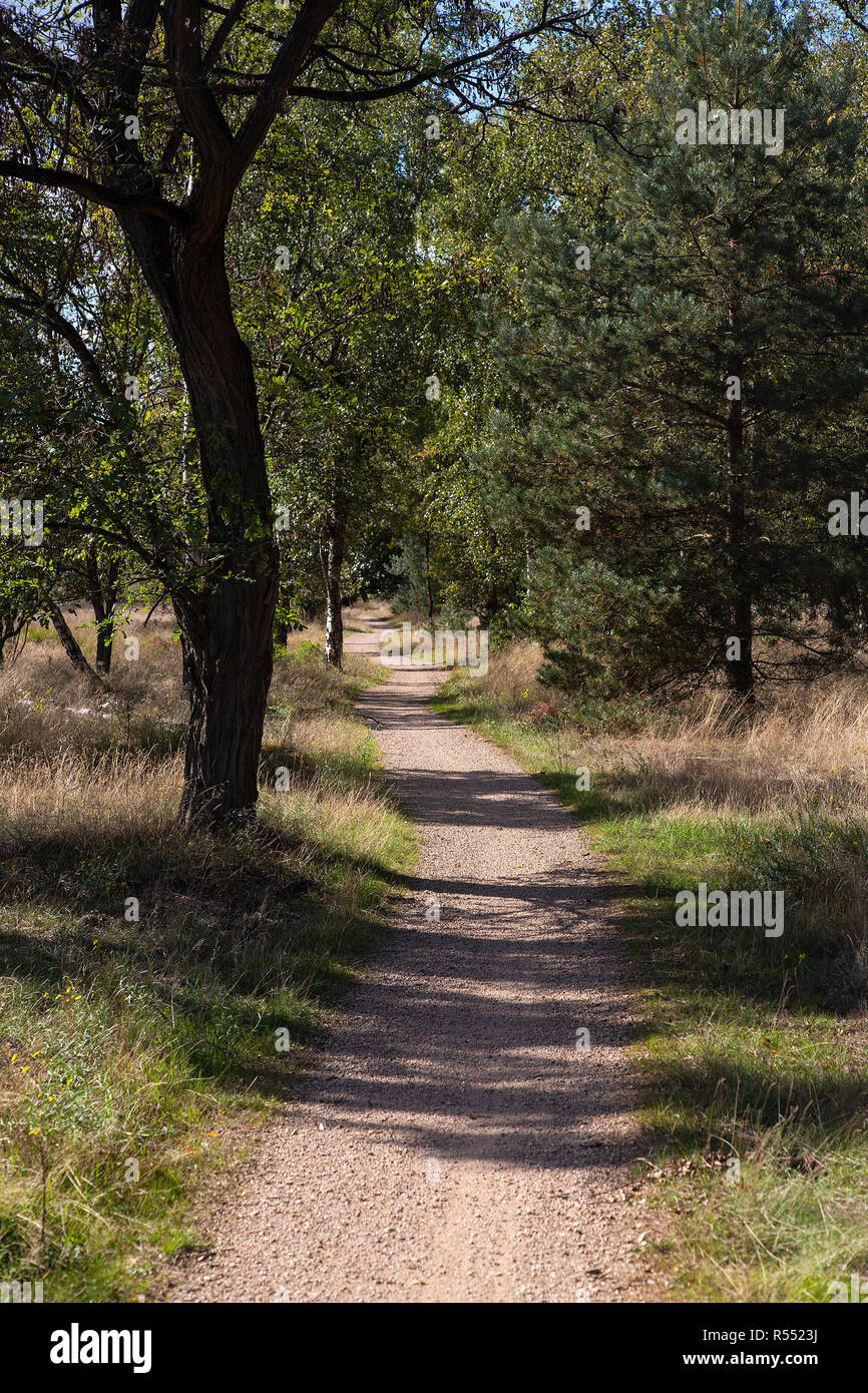 Path through forest, Leenderbos; North Brabant; Netherlands Stock Photo ...
