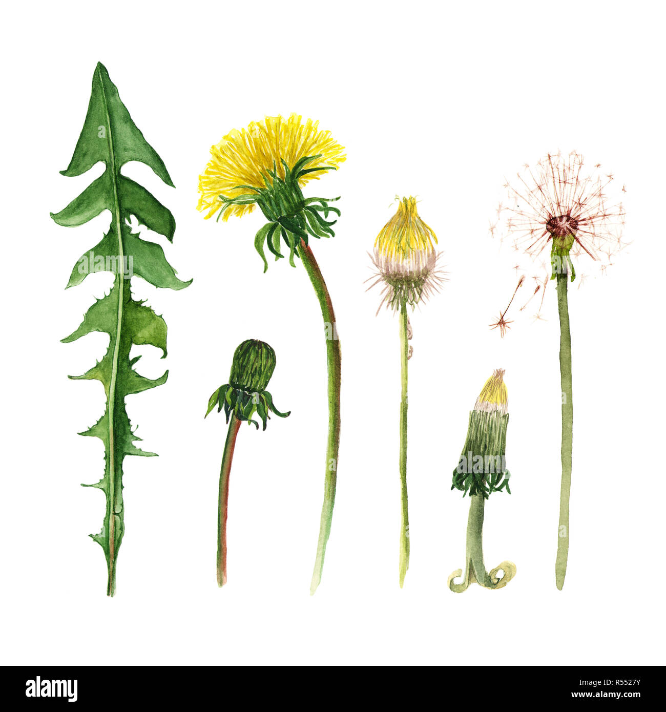Set of watercolor dandelions. Stages of growing. Illustration on white ...