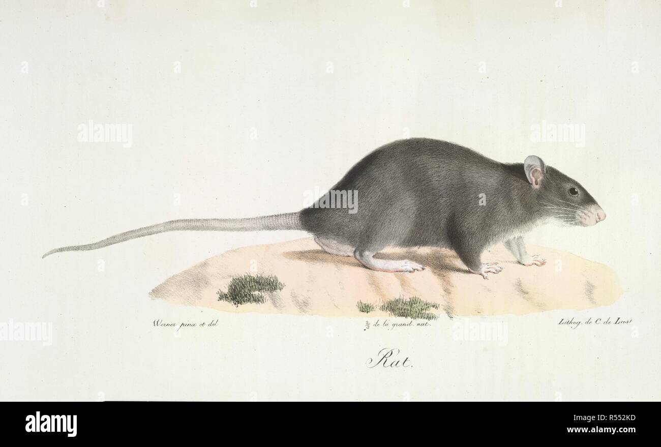 Rats paris hi-res stock photography and images - Alamy