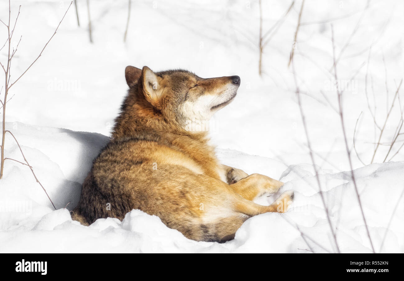 Arctic wolf sleeping hi-res stock photography and images - Alamy