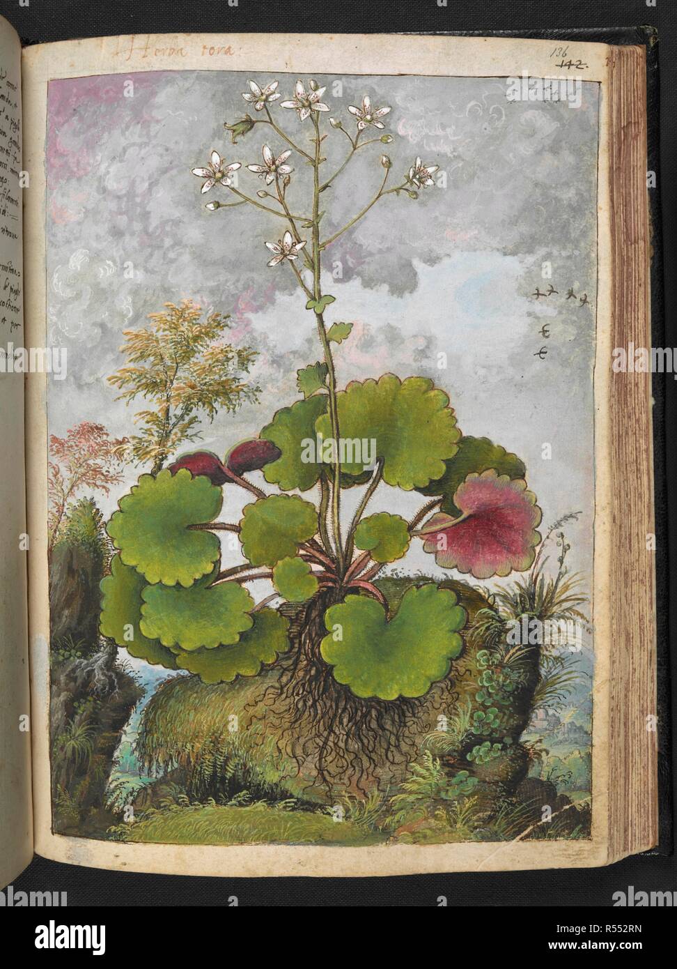 Planta de tora hi-res stock photography and images - Alamy