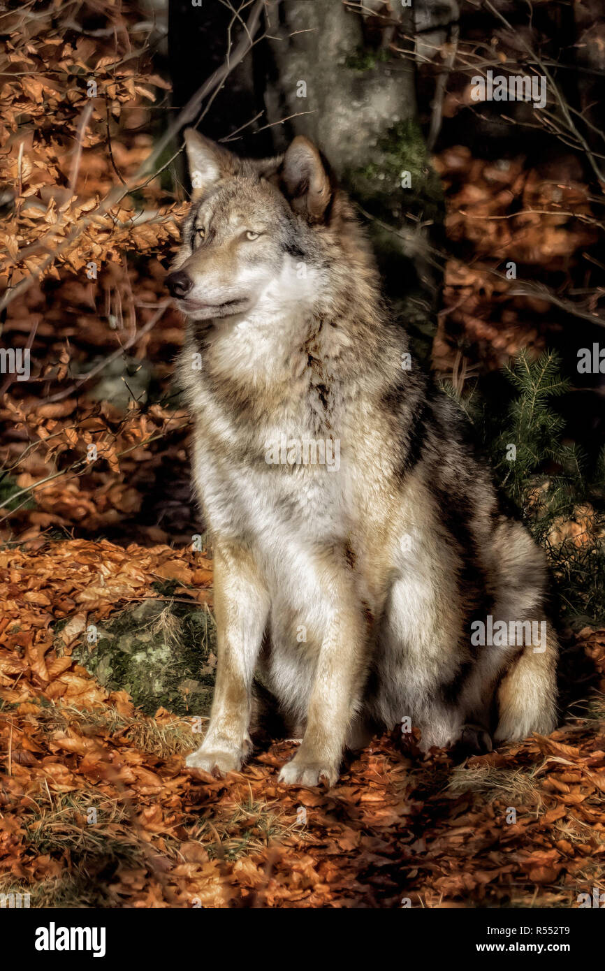 Dodgy looking hi-res stock photography and images - Alamy