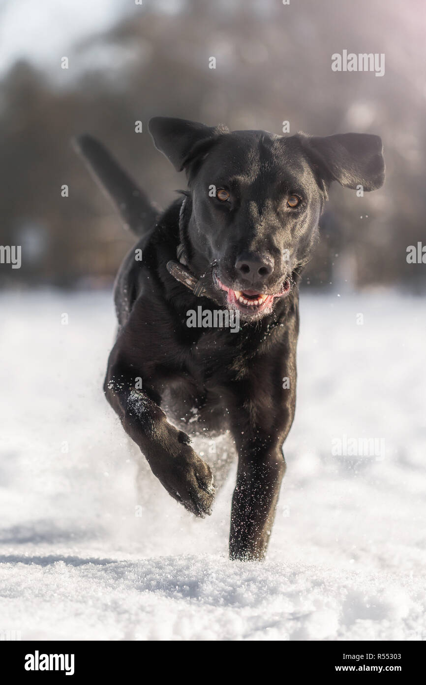Running black labrador in the snow Stock Photo - Alamy
