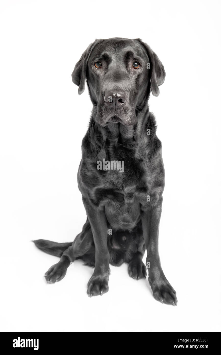 Sit in lap Cut Out Stock Images & Pictures - Alamy