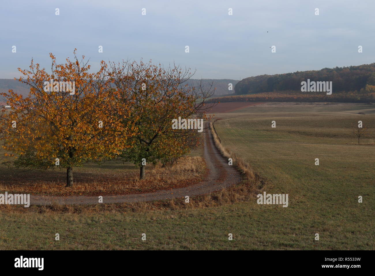 Fall colors in a forest in Germany near Winnweiler Stock Photo - Alamy