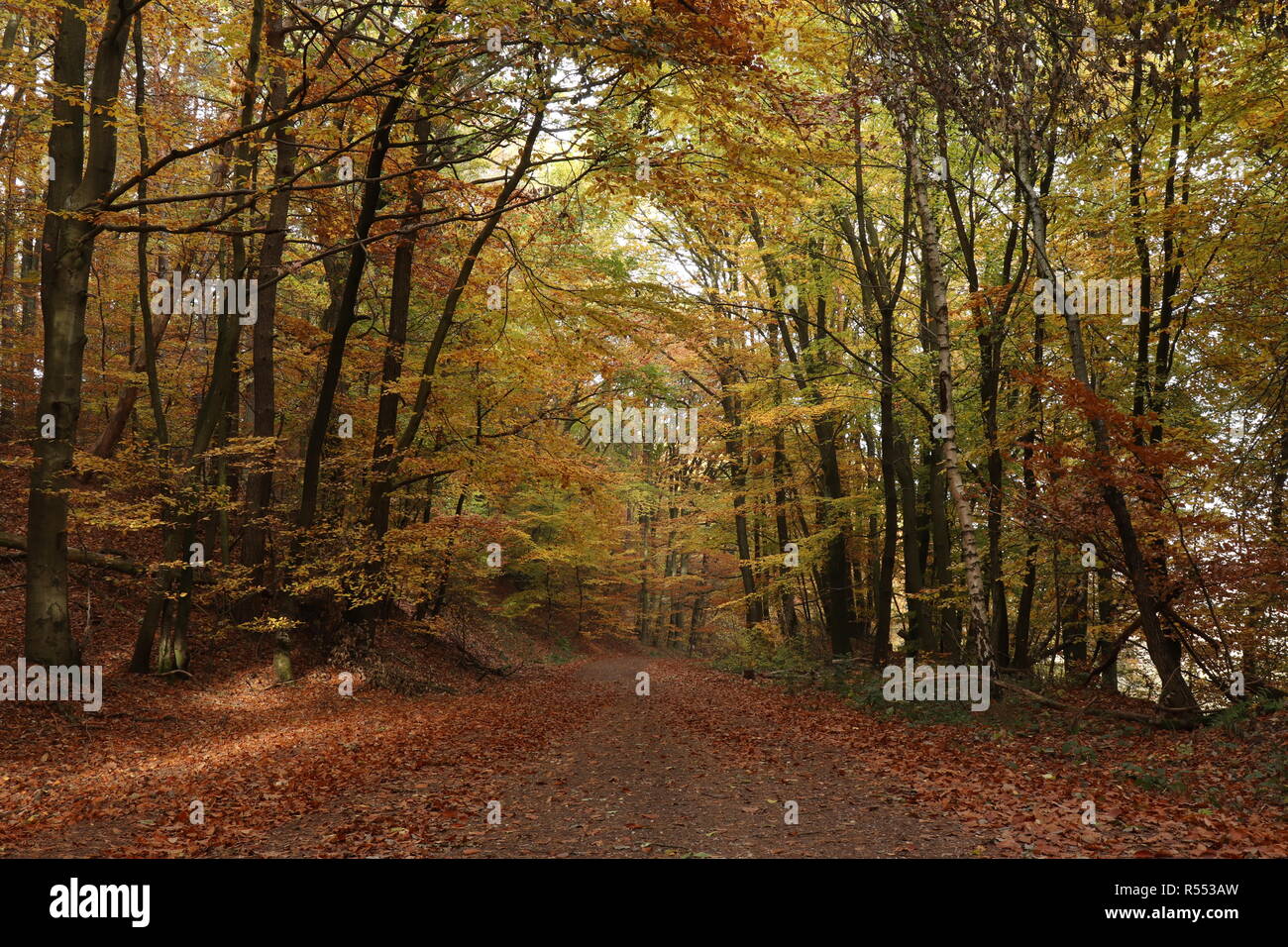 Fall colors in a forest in Germany near Winnweiler Stock Photo - Alamy