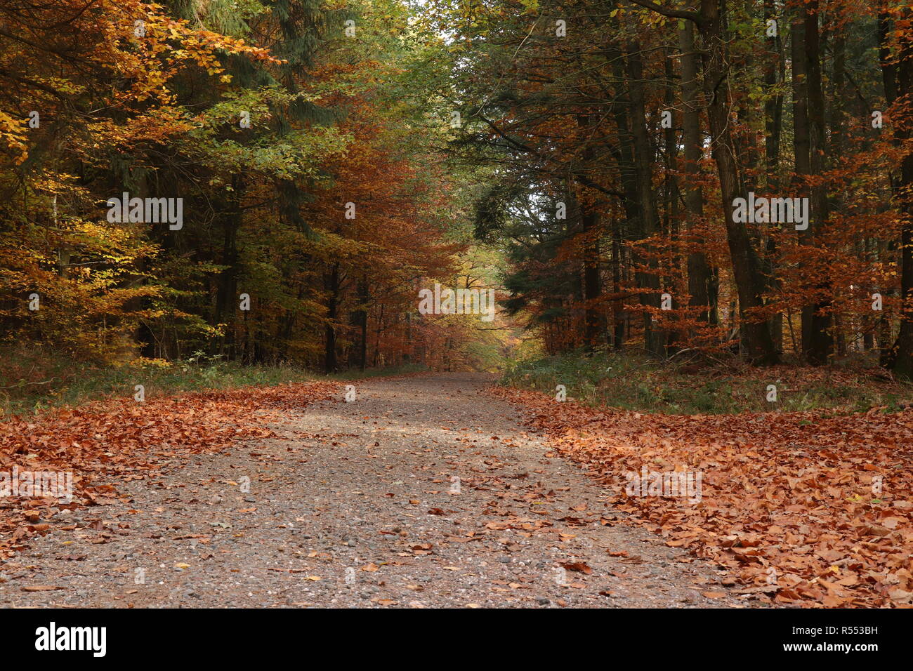 Fall colors in a forest in Germany near Winnweiler Stock Photo - Alamy
