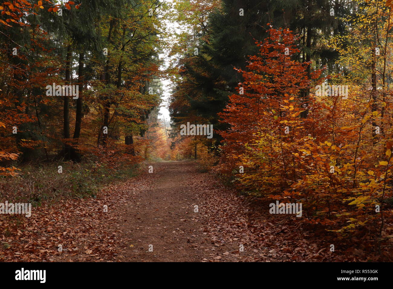 Fall colors in a forest in Germany near Winnweiler Stock Photo - Alamy