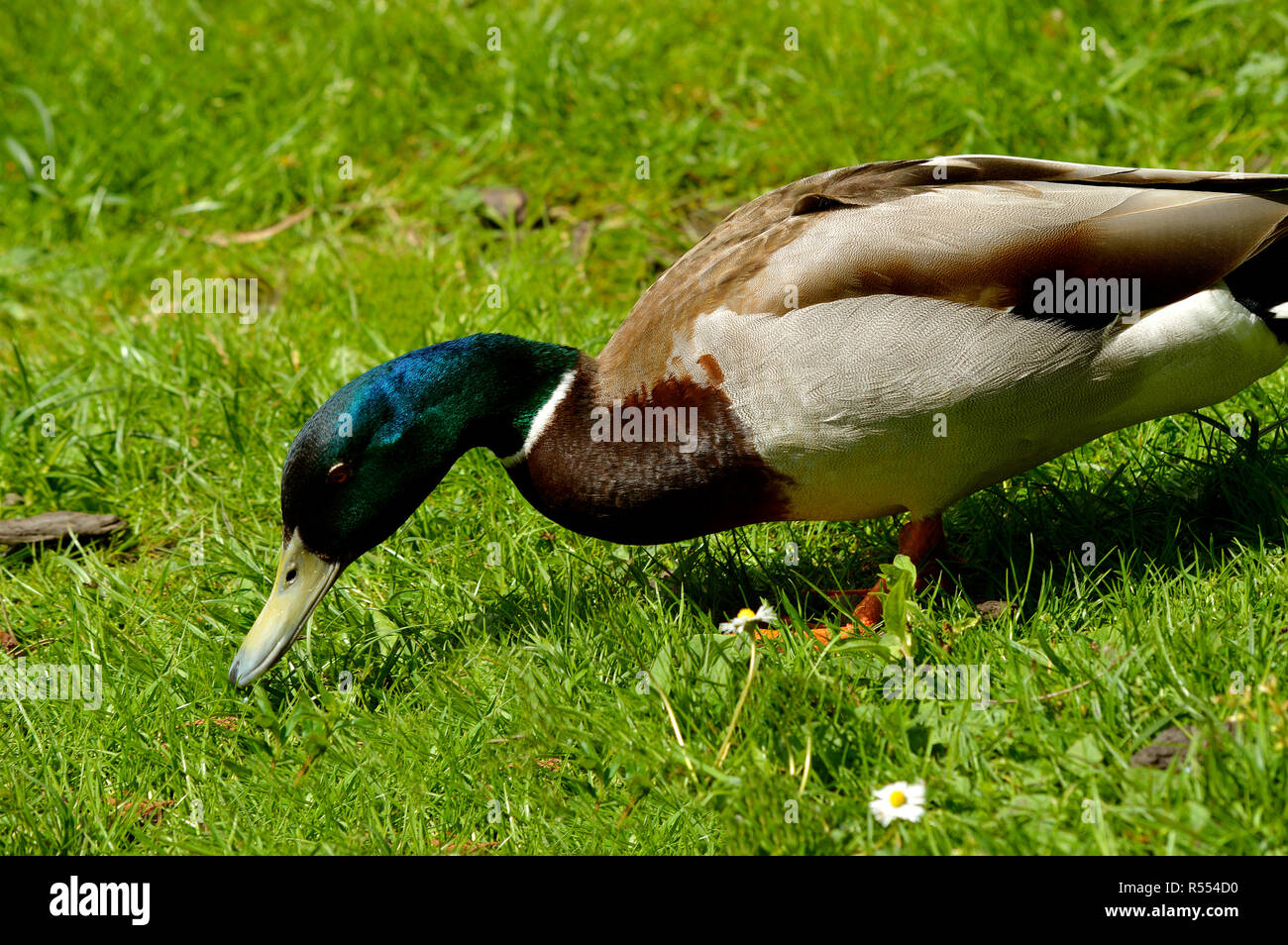 Male mallard duck Latin name Anas platyrhynchos Stock Photo - Alamy
