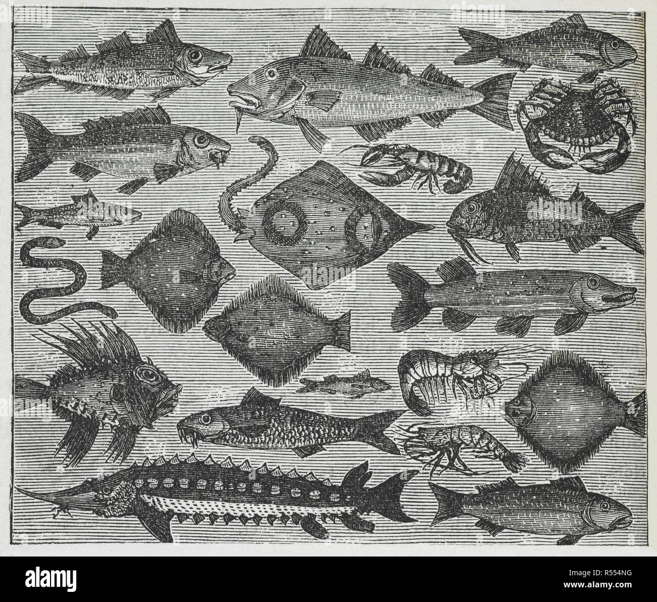 Mary pollock hi-res stock photography and images - Alamy