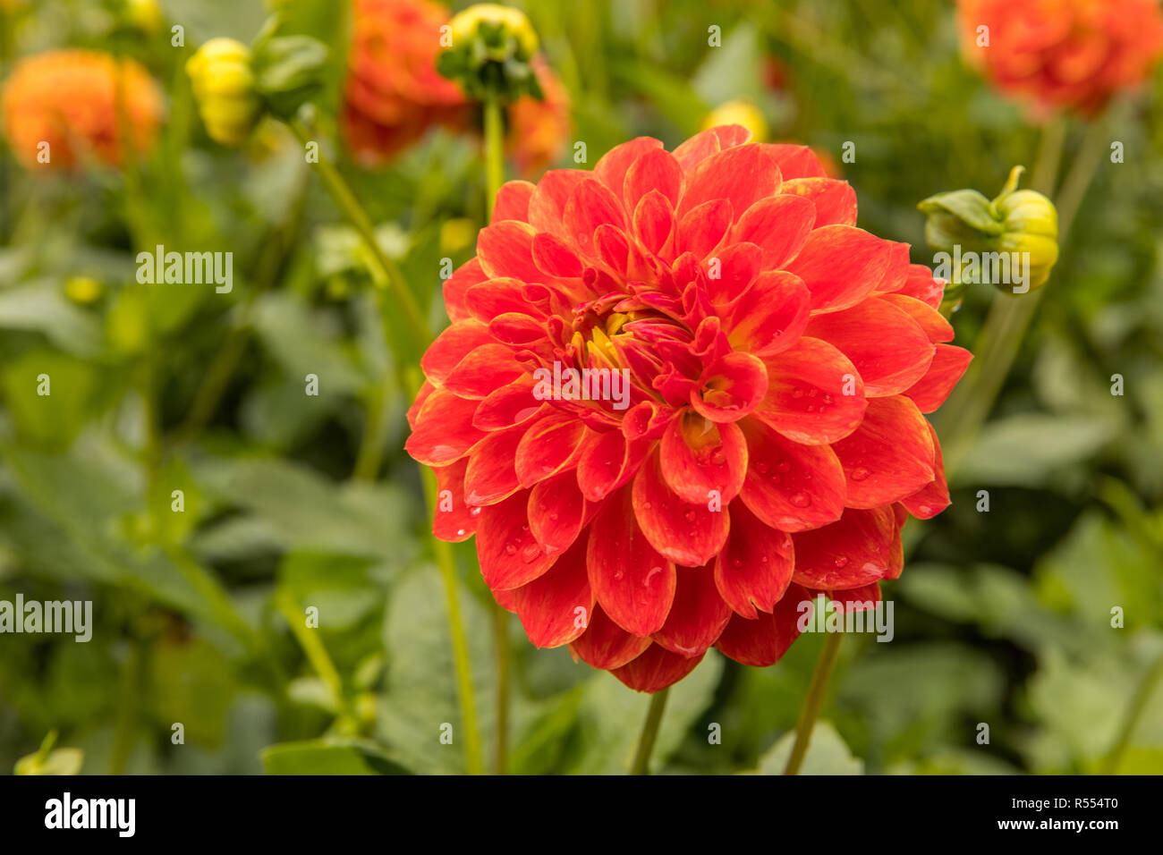Insel mainau blumen hi-res stock photography and images - Alamy
