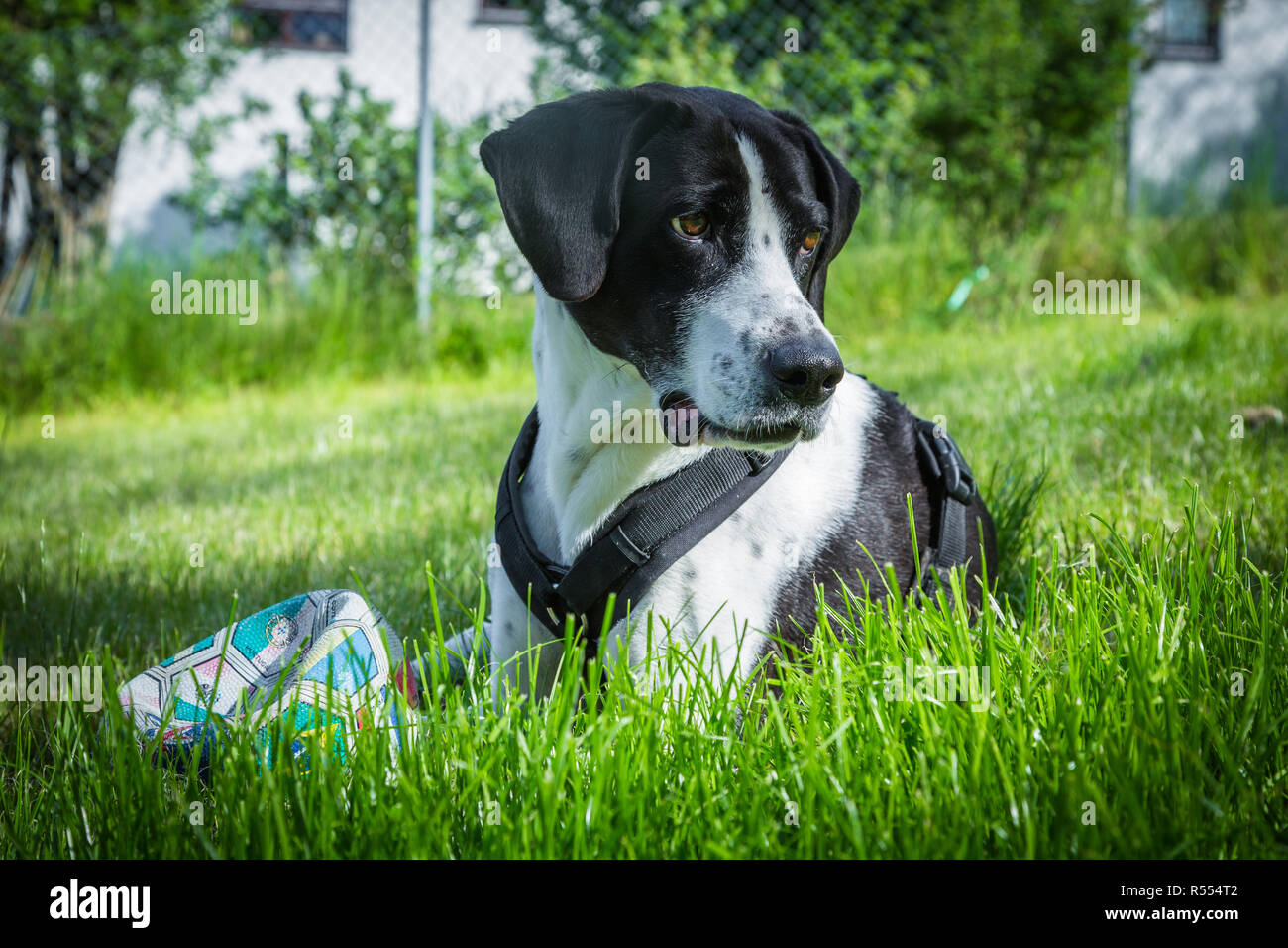 hunting dog lying Stock Photo - Alamy
