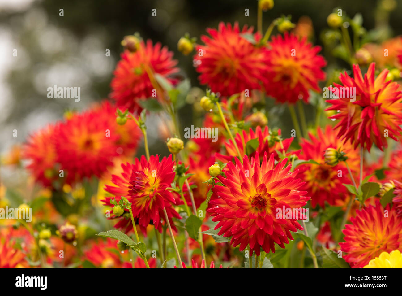 Insel mainau blumen hi-res stock photography and images - Alamy
