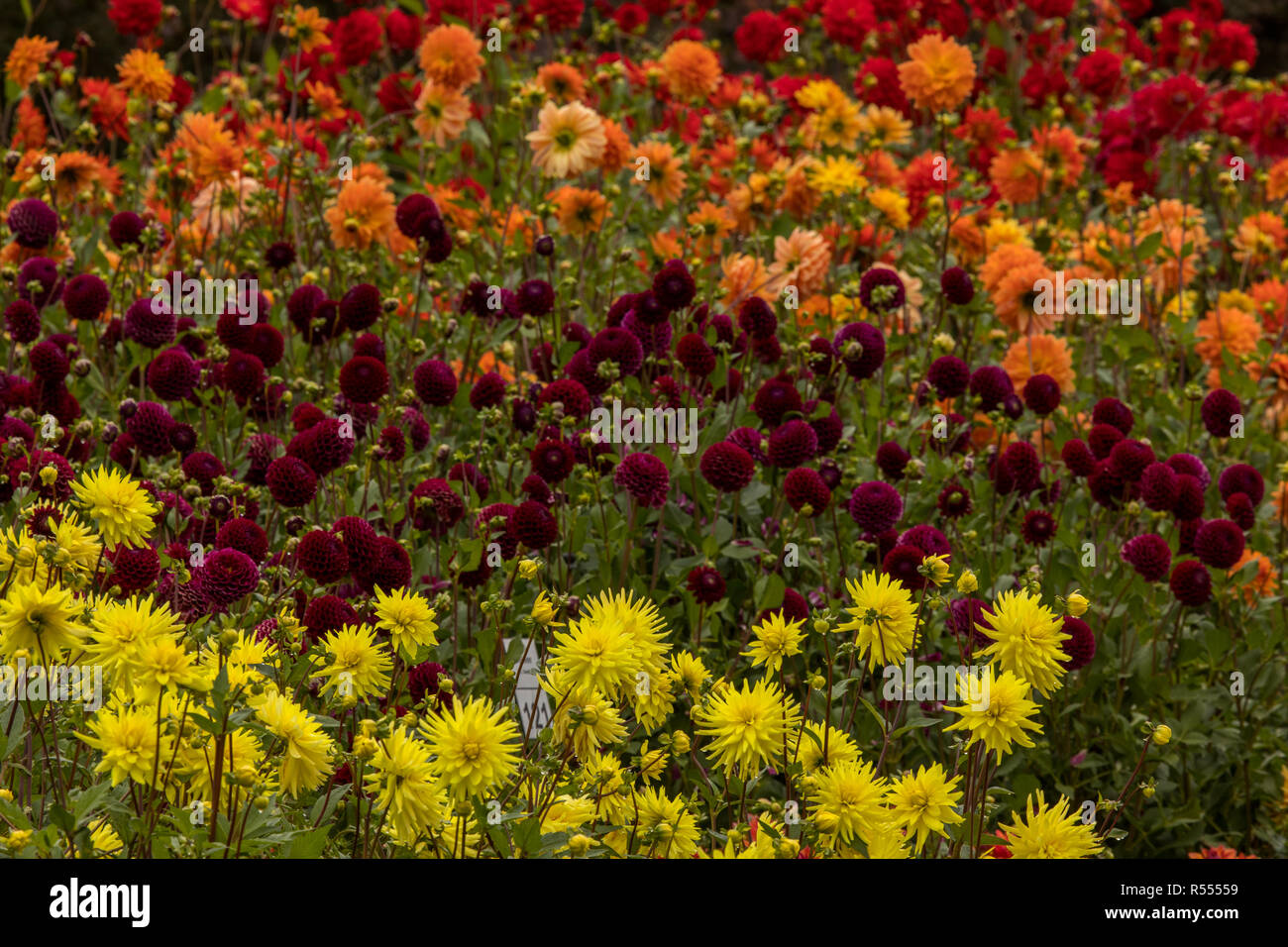 Insel mainau blumen hi-res stock photography and images - Alamy