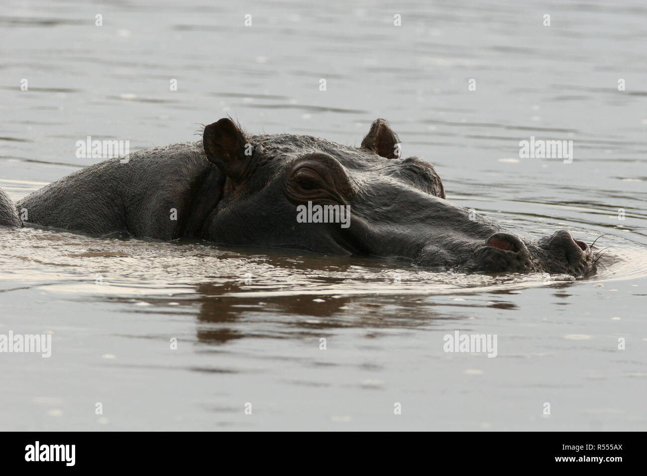 Wild Hippo in African river water hippopotamus (Hippopotamus amphibius ...