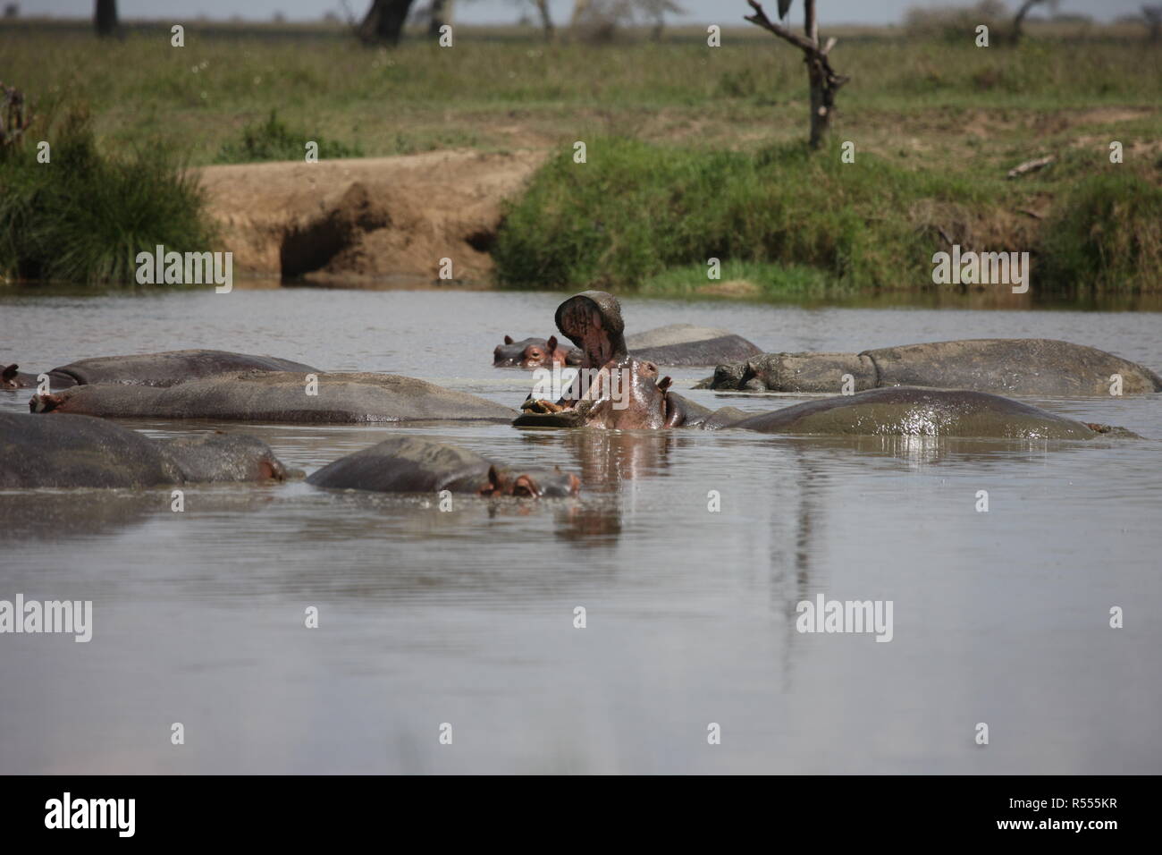 Wild Hippo in African river water hippopotamus (Hippopotamus amphibius ...