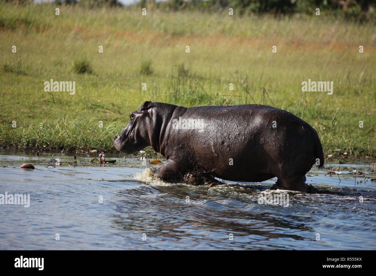 Wild Hippo in African river water hippopotamus (Hippopotamus amphibius ...