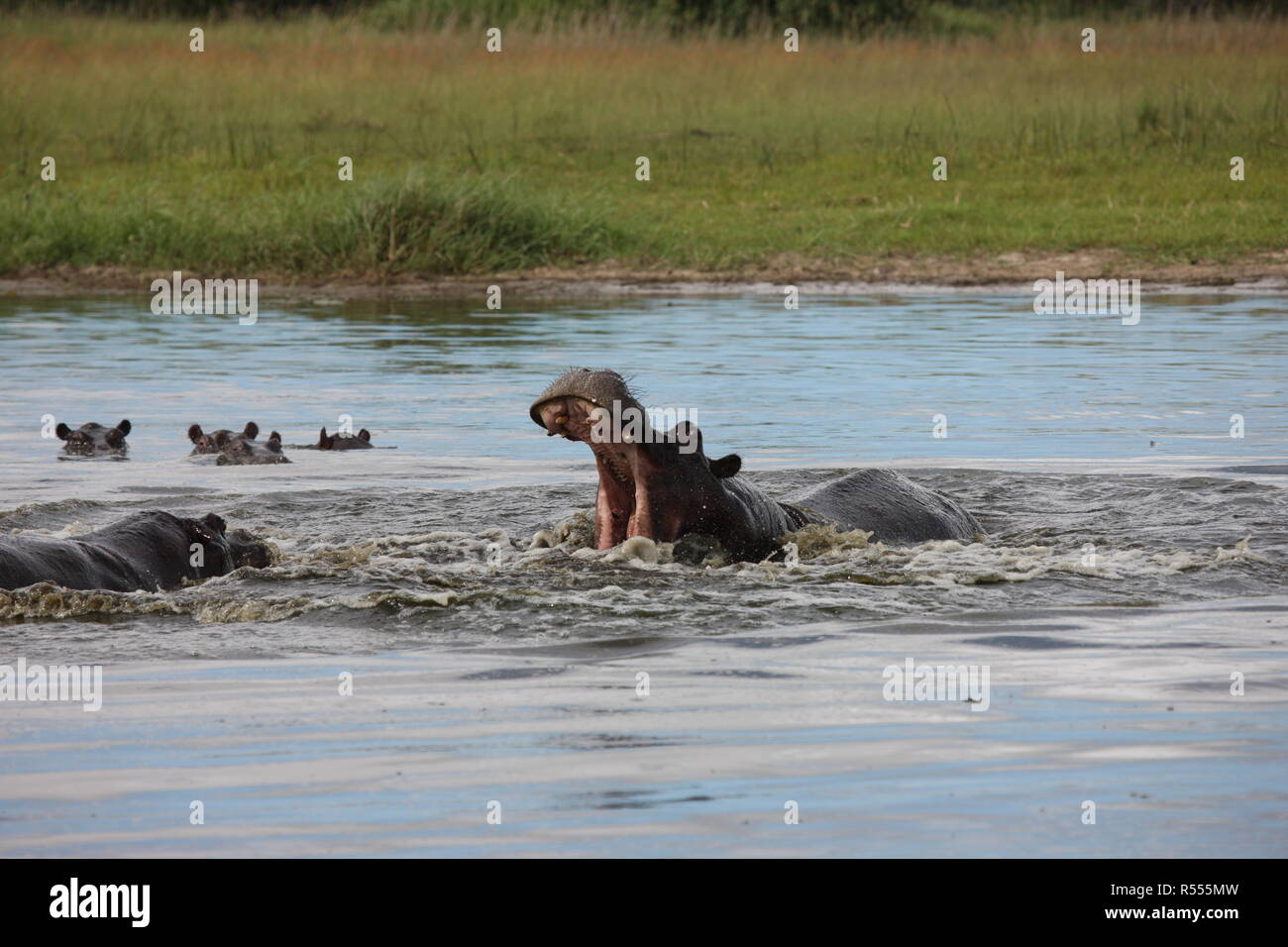 Wild Hippo in African river water hippopotamus (Hippopotamus amphibius ...
