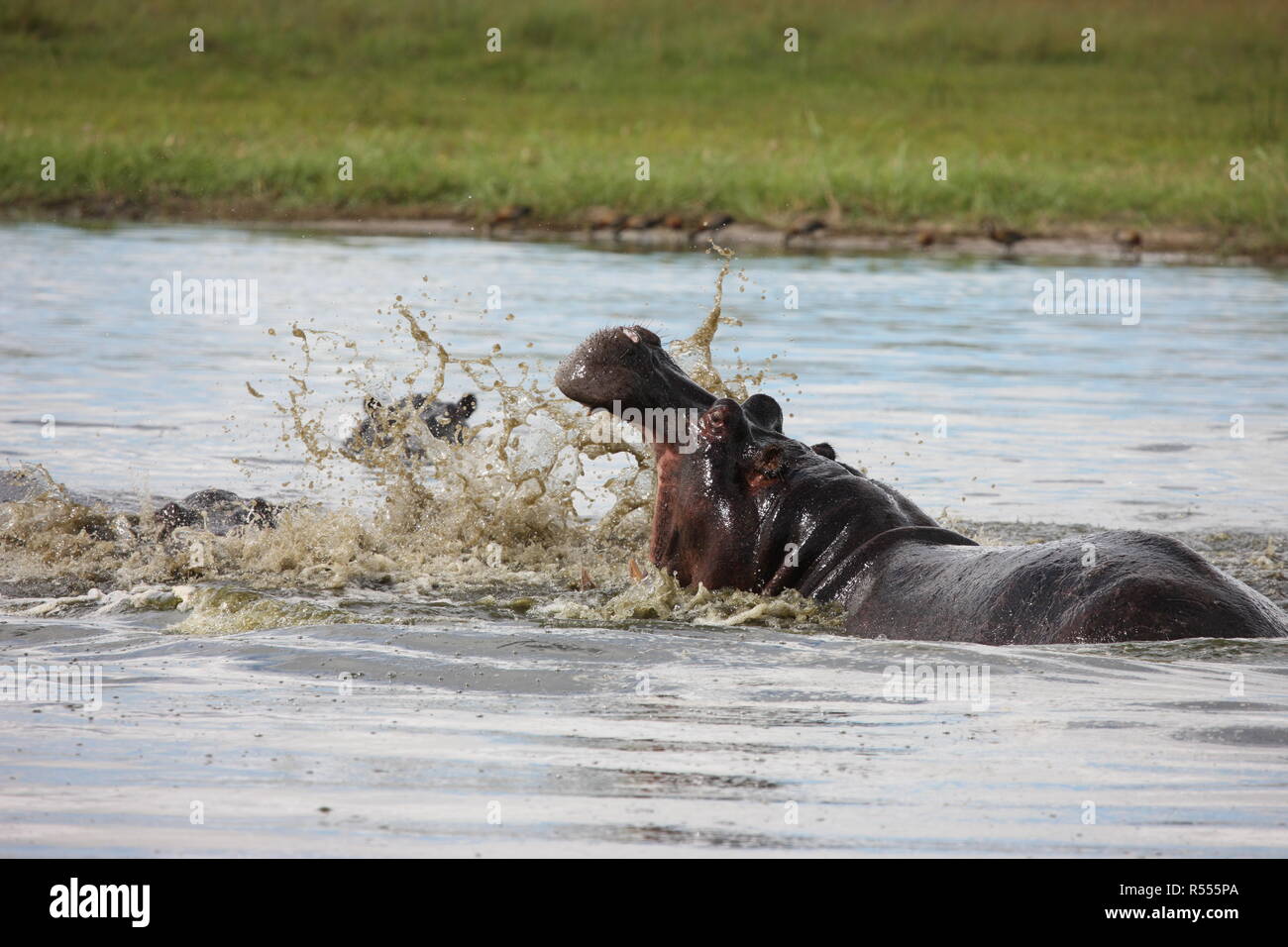 Wild Hippo in African river water hippopotamus (Hippopotamus amphibius ...