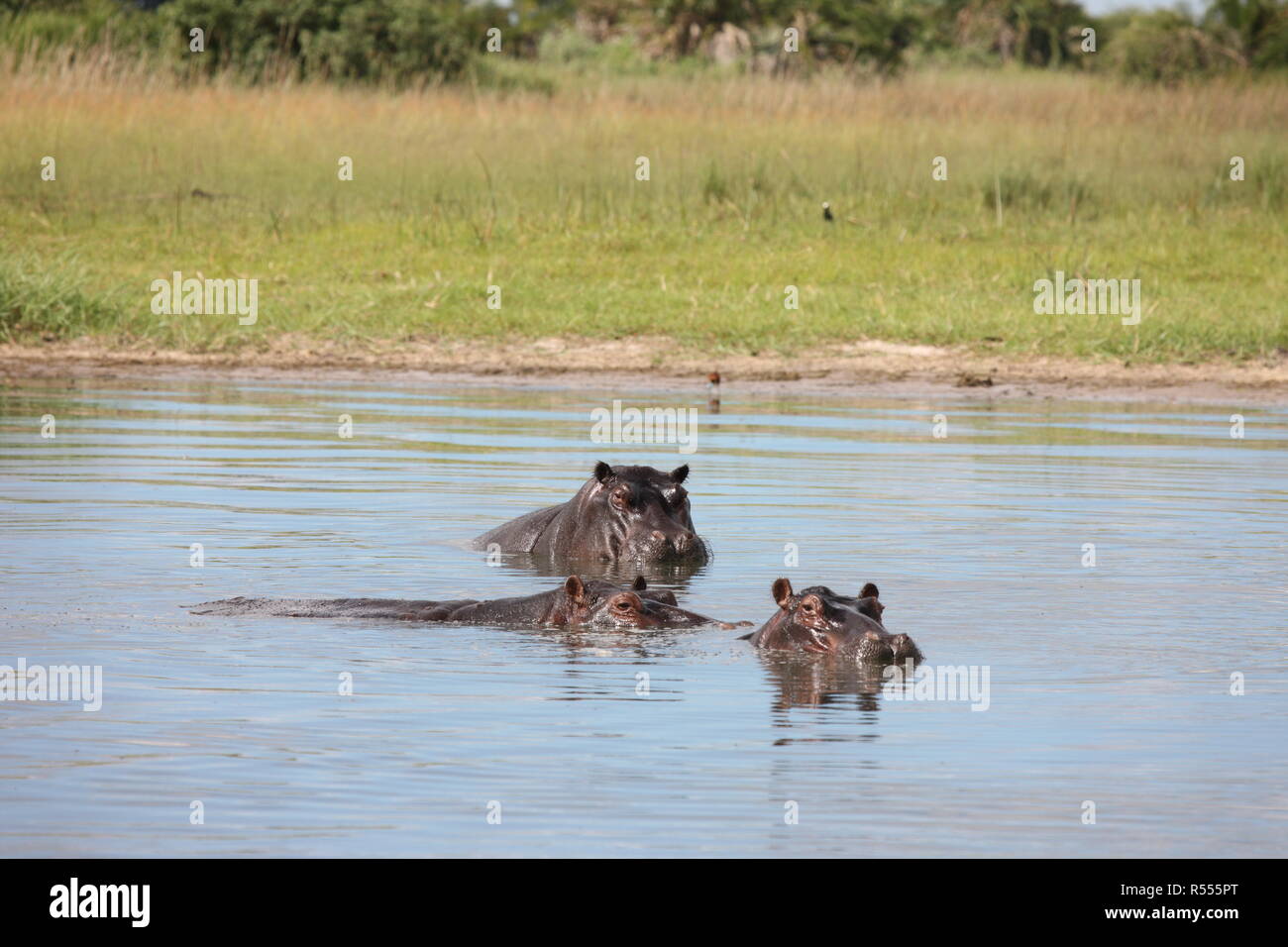 Wild Hippo in African river water hippopotamus (Hippopotamus amphibius ...