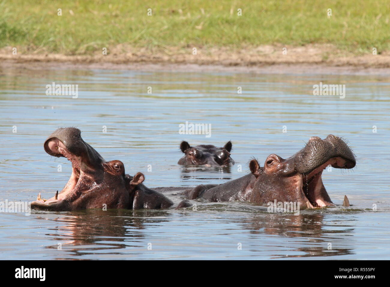 Wild Hippo in African river water hippopotamus (Hippopotamus amphibius ...