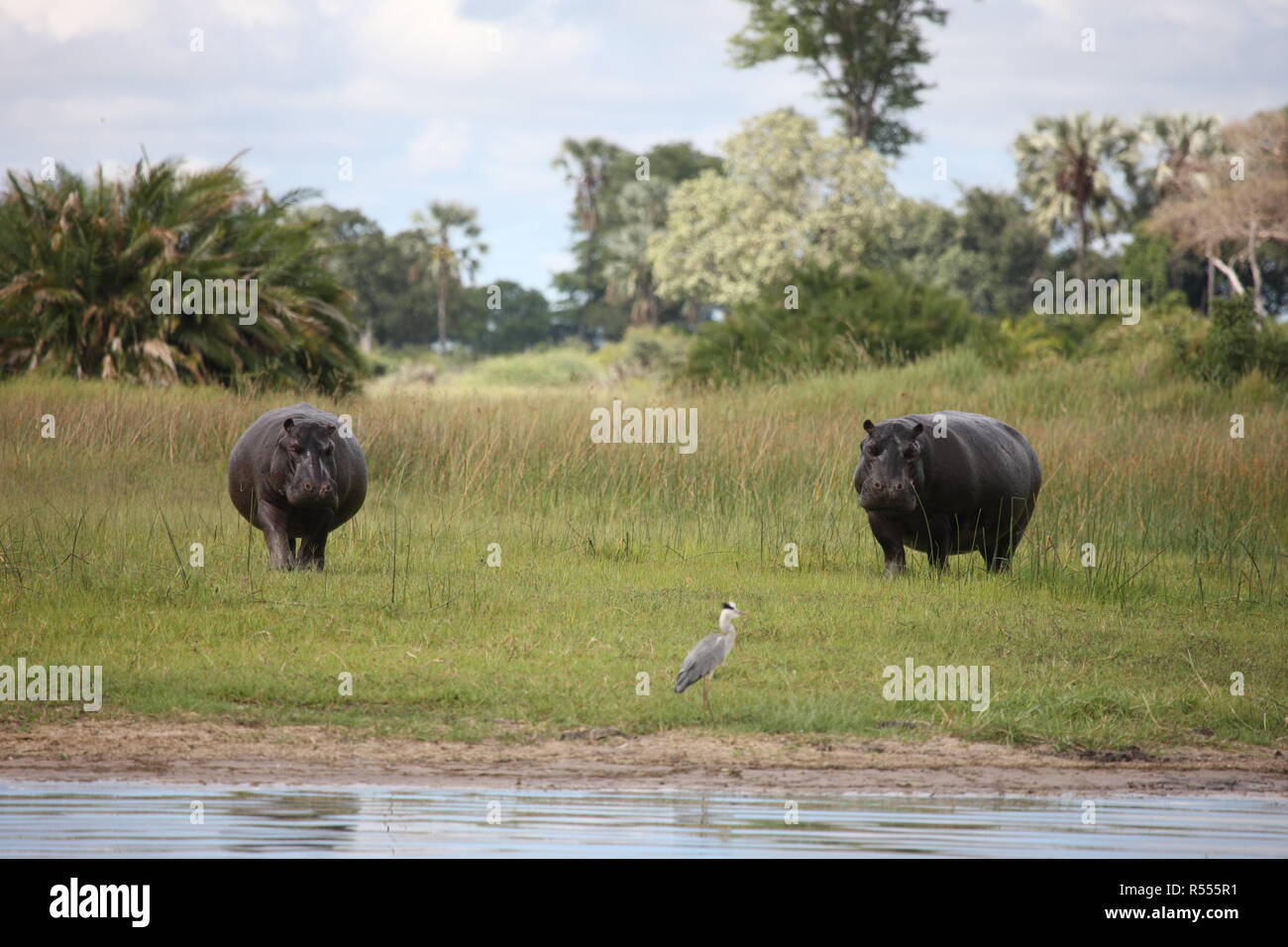 Wild Hippo in African river water hippopotamus (Hippopotamus amphibius ...