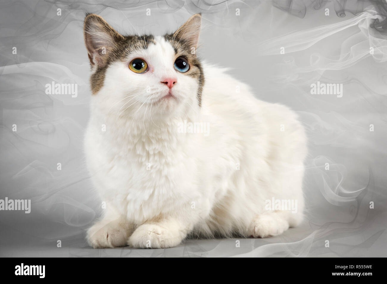Stumpy manx cat hi-res stock photography and images - Alamy