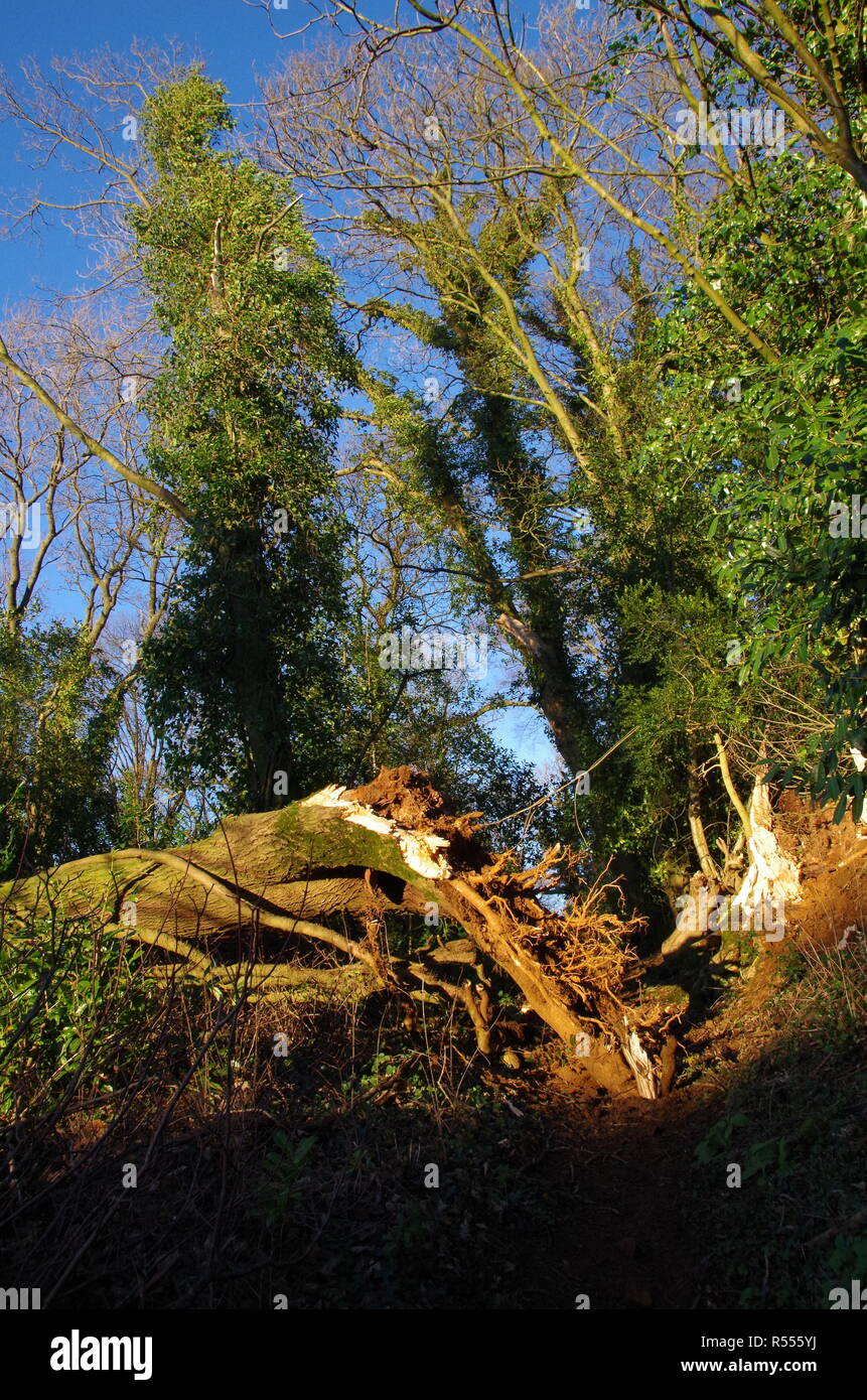 Edgehill site of Battle of Edgehill. The Macmillan Way. Long-distance ...