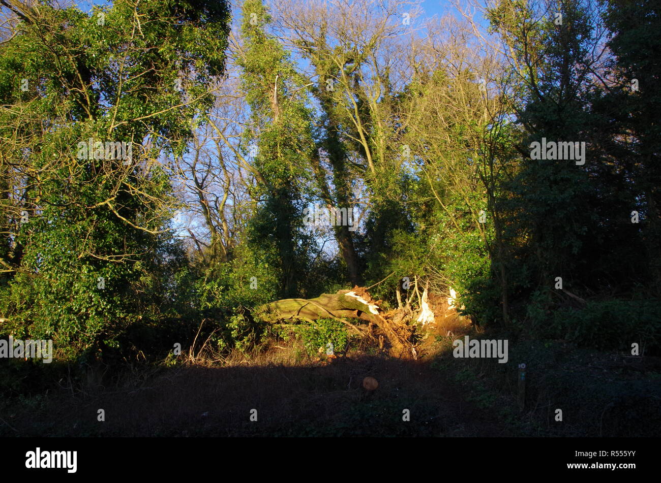 Edgehill site of Battle of Edgehill. The Macmillan Way. Long-distance ...