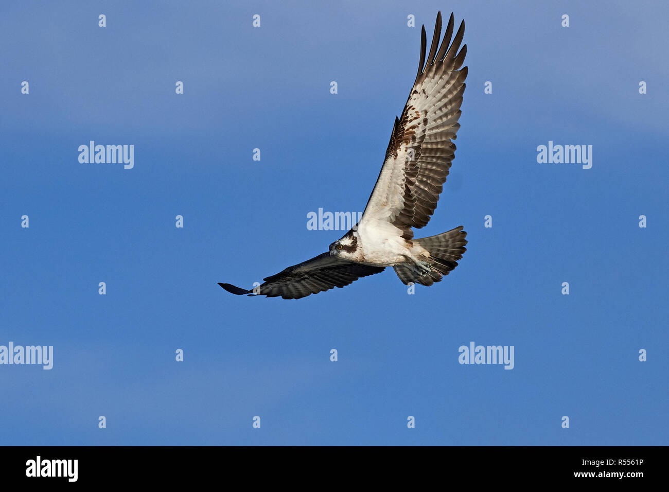 Osprey in flight in its natural habitat Stock Photo - Alamy