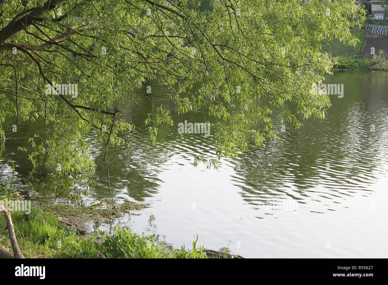 Sunny day on a calm pond in summer Stock Photo - Alamy