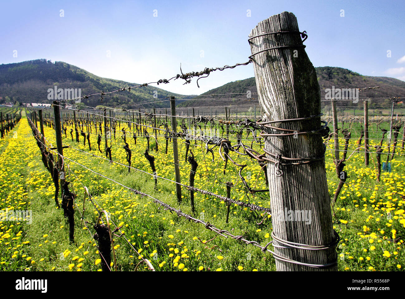 vineyard in spring Stock Photo - Alamy