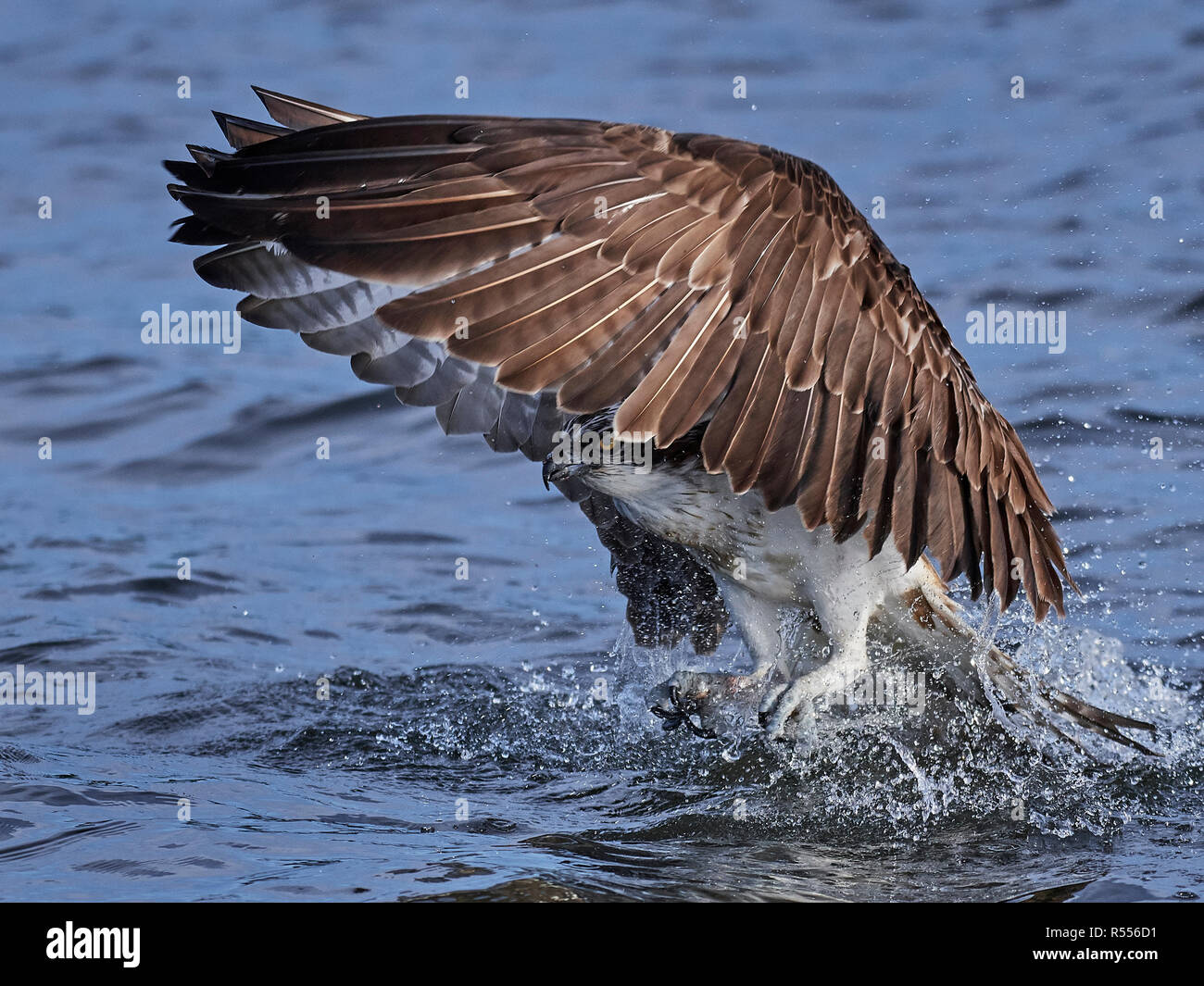 Osprey in flight in its natural habitat in Sweden Stock Photo - Alamy