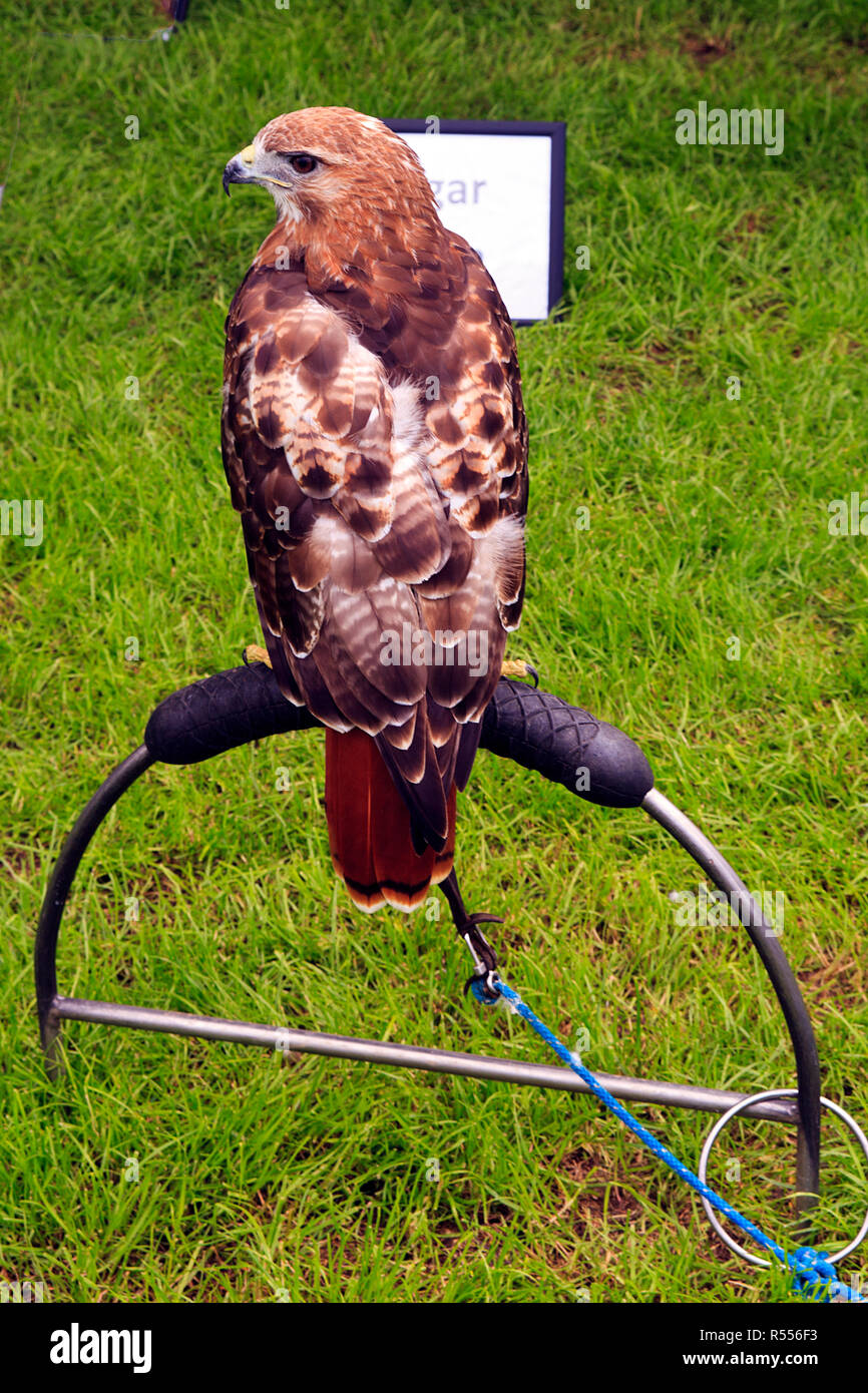 Harrier Hawk on display at the Wrangle Country Show Boston Lincolnshire ...