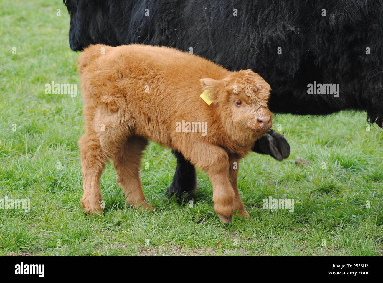 offspring of the scottish highland cattle Stock Photo - Alamy