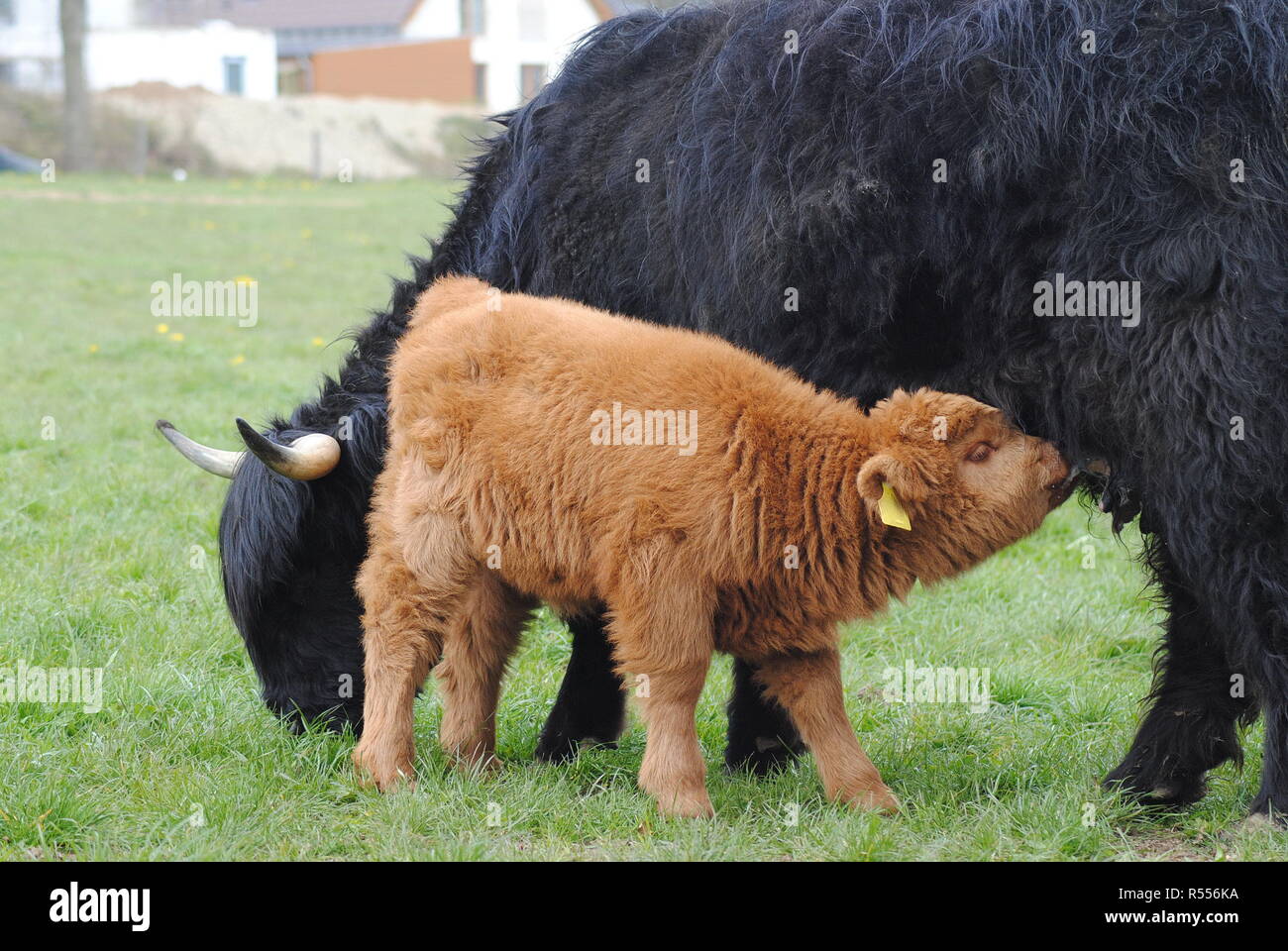 scottish highland cattle - dam and calf Stock Photo - Alamy