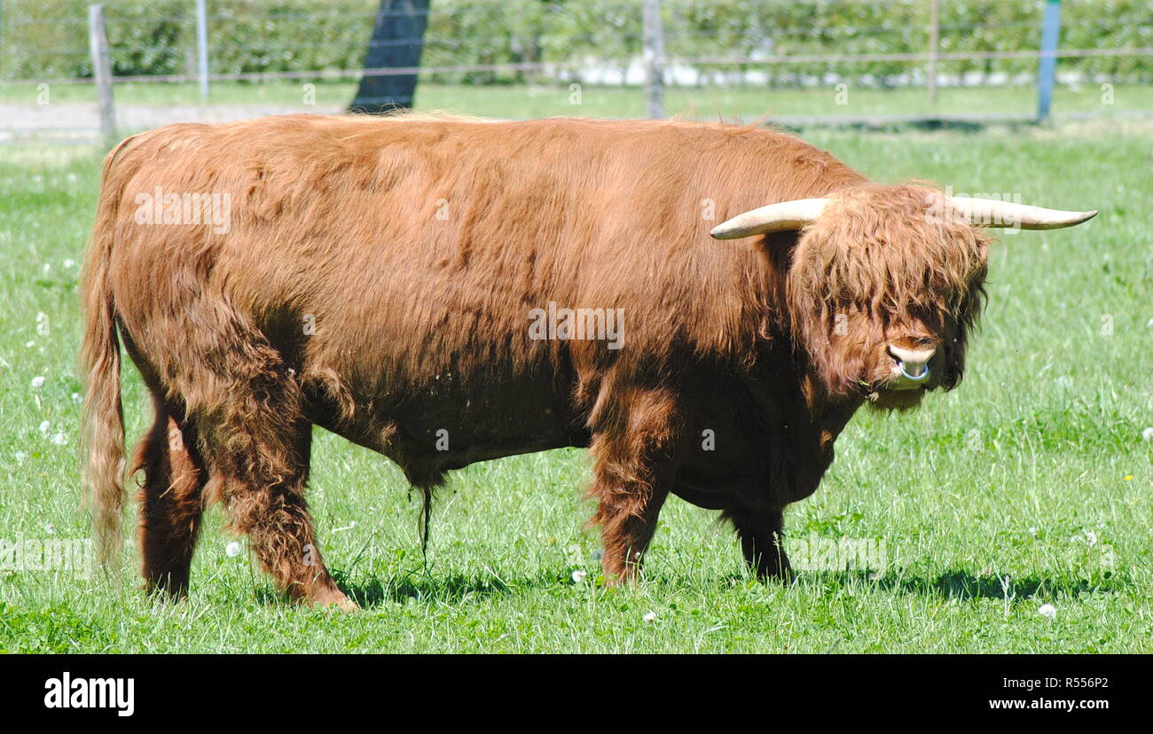 scottish highland cattle: bull Stock Photo - Alamy