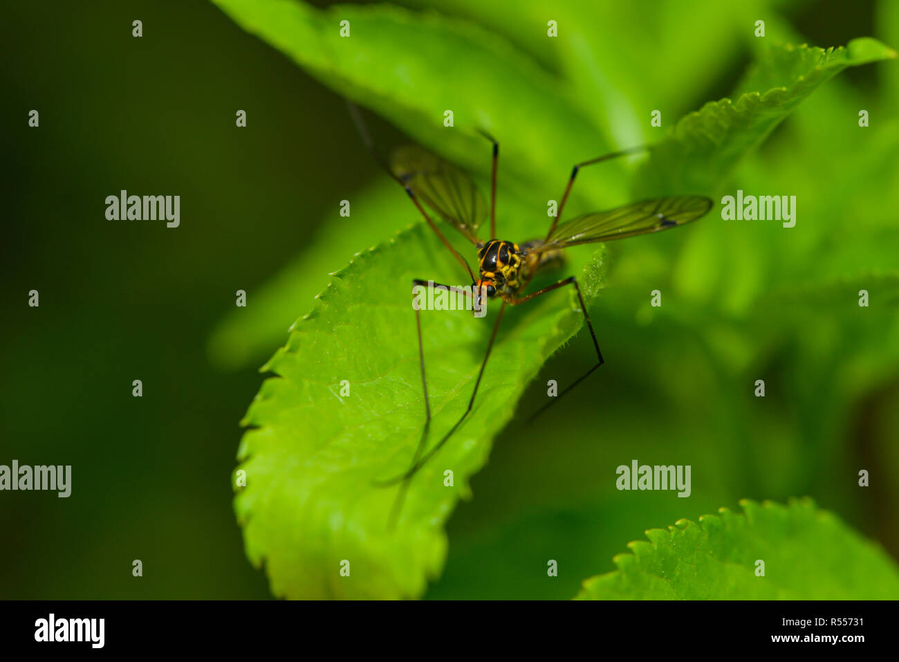 schnake on a leaf Stock Photo - Alamy