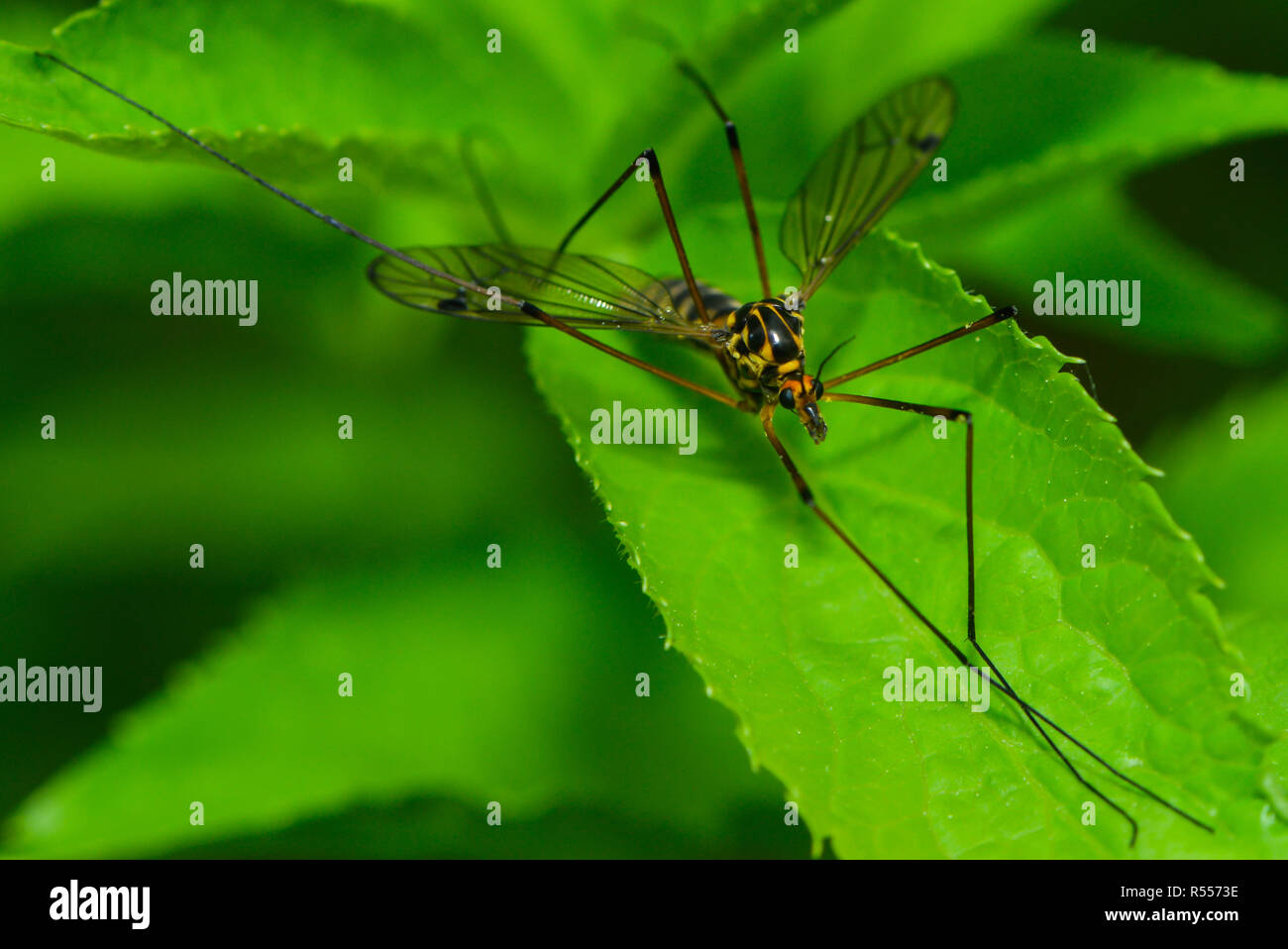 schnake on a leaf Stock Photo - Alamy