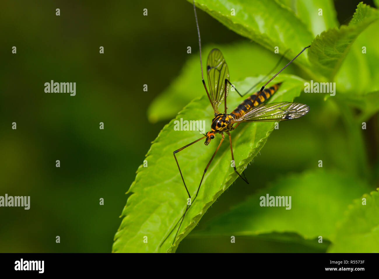 schnake on a leaf Stock Photo - Alamy