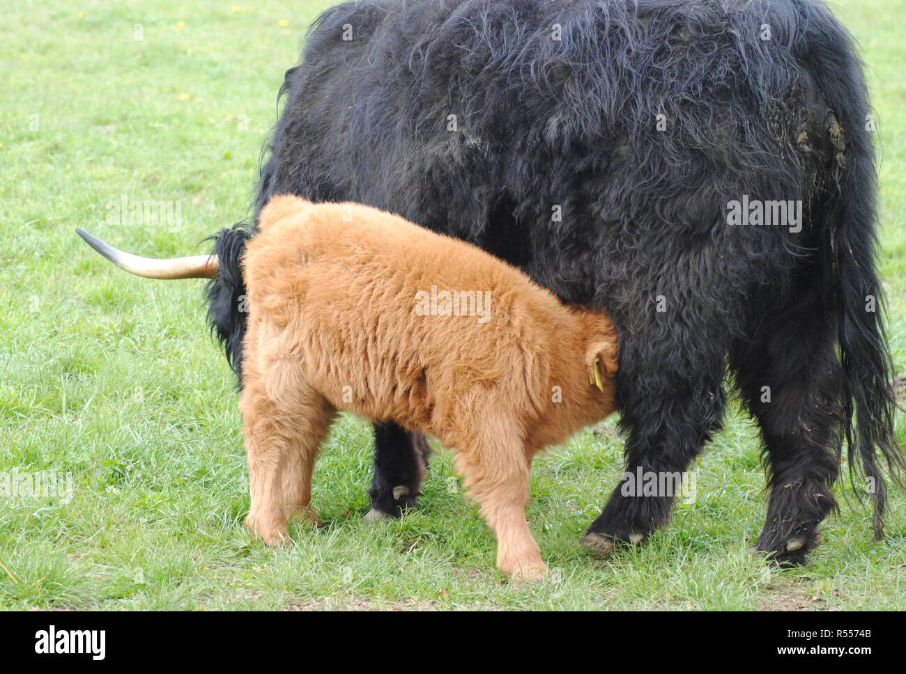 scottish highland cattle - dam and calf Stock Photo - Alamy