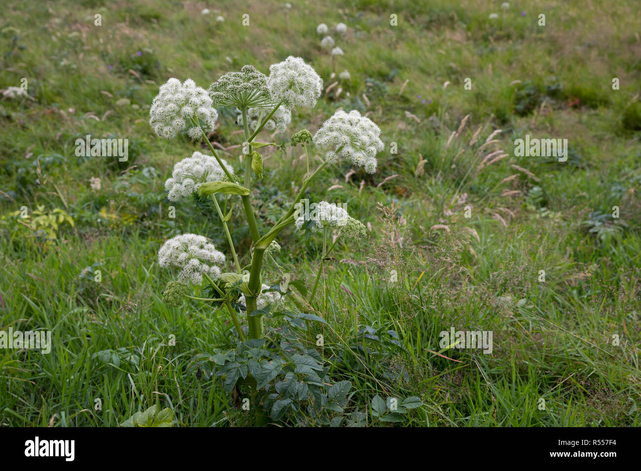 Arznei-Engelwurz, Echte Engelwurz, Angelica archangelica, Archangel ...