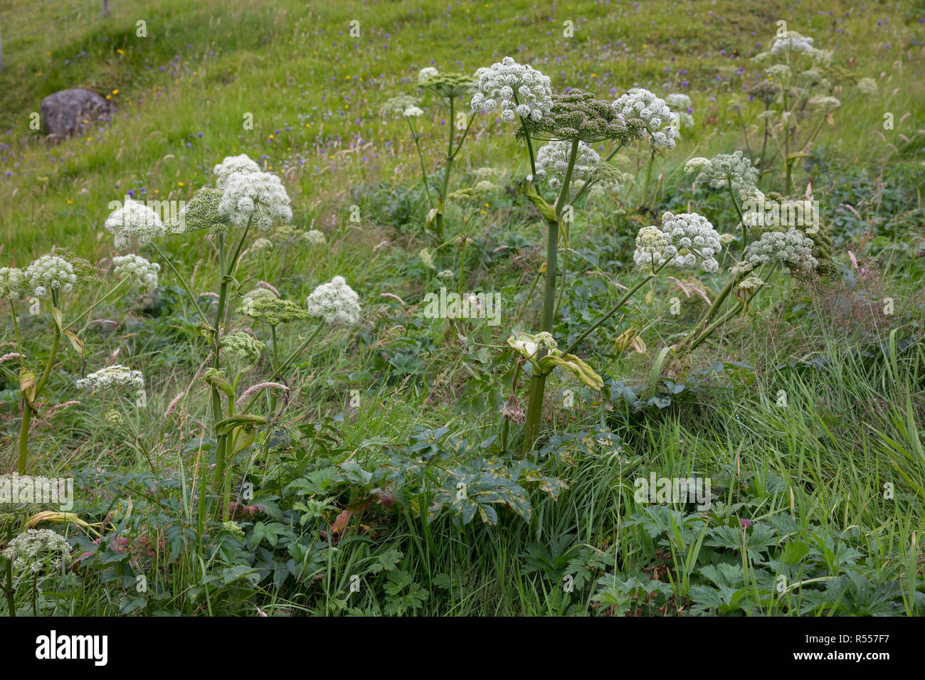 Arznei-Engelwurz, Echte Engelwurz, Angelica archangelica, Archangel ...