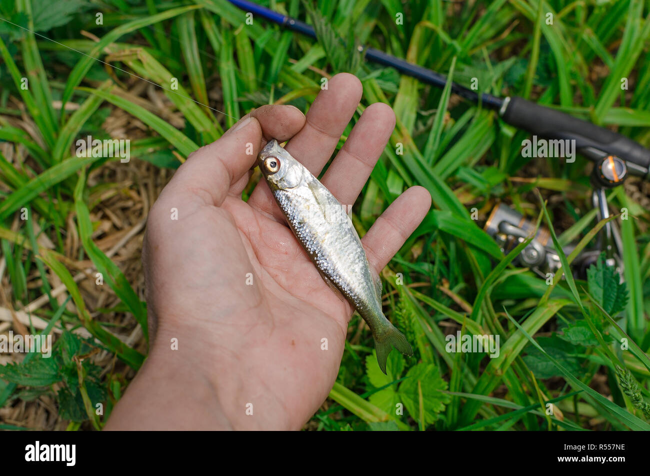 Fish in the hands of the fisherman Stock Photo - Alamy