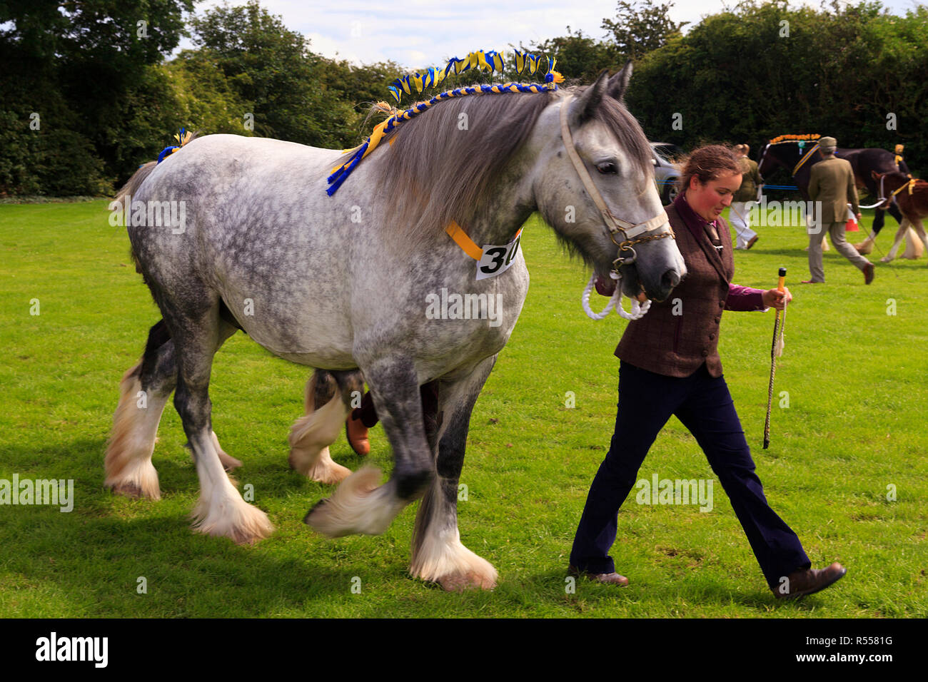 Heavy Horses in the parade ring with handlers at the Wrangle Country ...