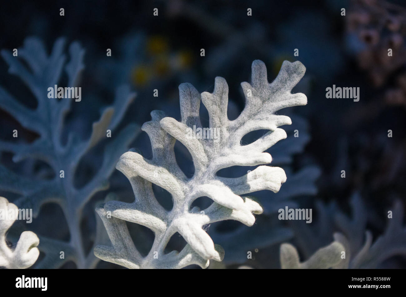 Cineraria maritima or Senecio cineraria. Dusty miller plant or Jacobaea ...
