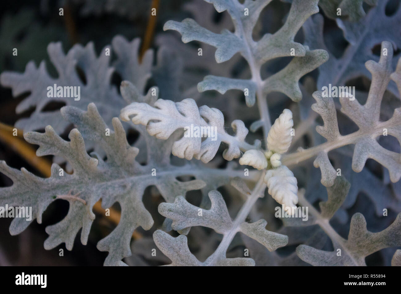 Cineraria maritima or Senecio cineraria. Dusty miller plant or Jacobaea ...
