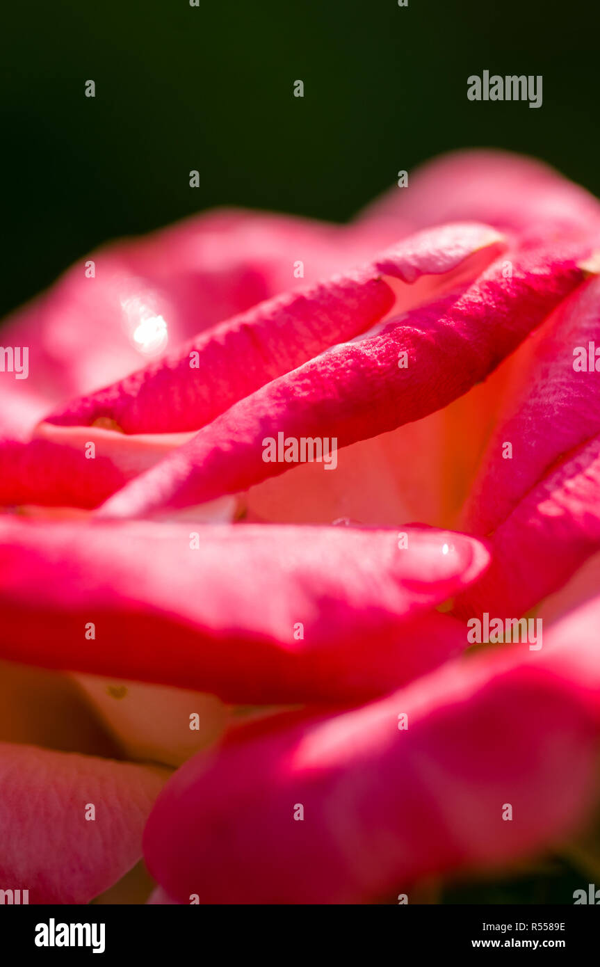 Pink Rose flower on green background. Nature Stock Photo - Alamy