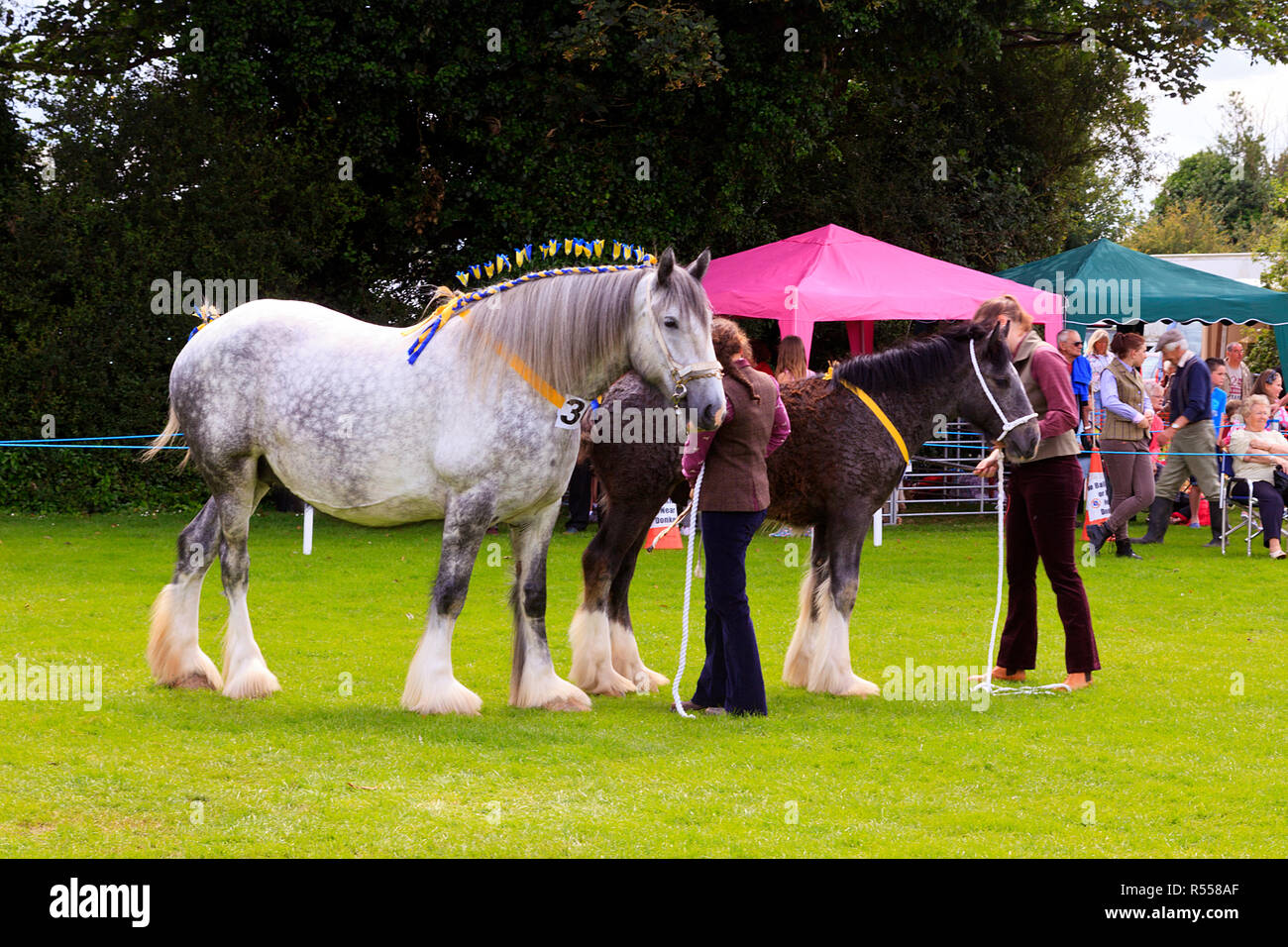 Heavy Horses in the parade ring with handlers at the Wrangle Country ...